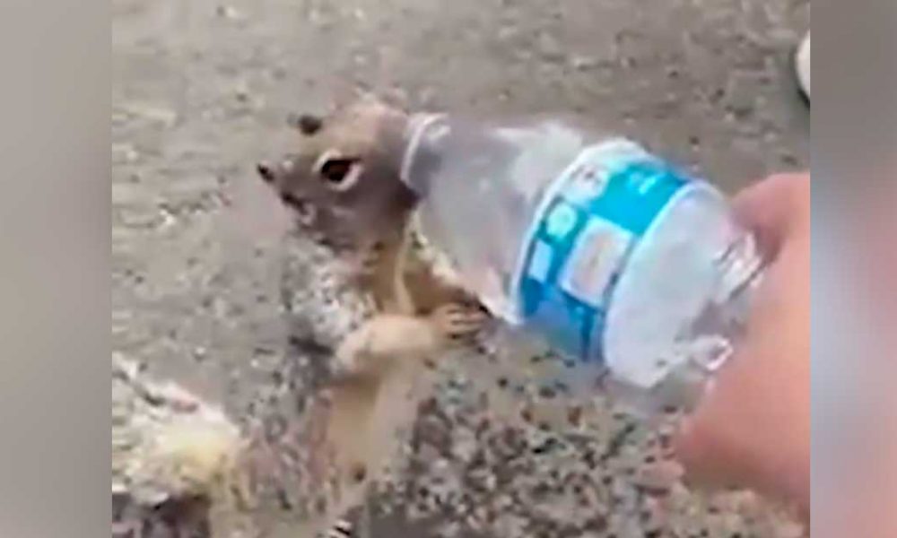 Ardilla pide agua en botella y se hace viral (VIDEO) - Periódico El ...
